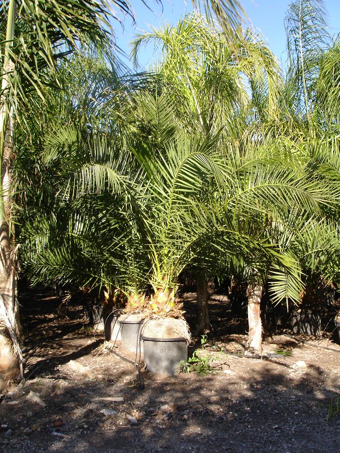 Phoenix canariensis